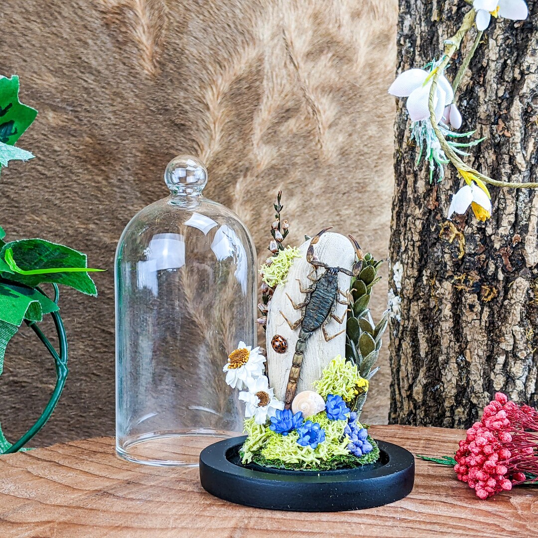 Armor Tail Scorpion Glass Dome Display Entomology Taxidermy Oddities ...