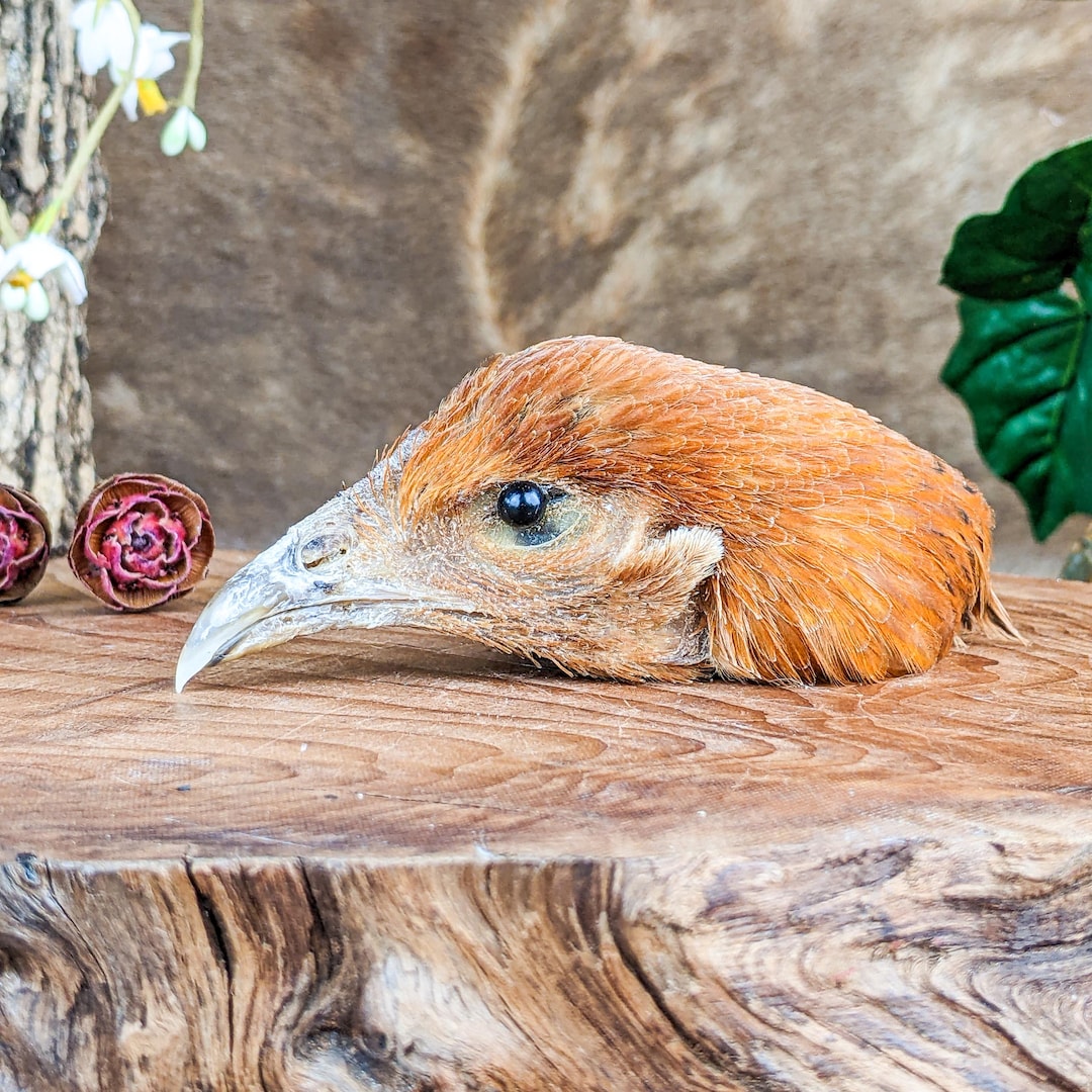Chicken Rooster Head Mount Specimen Taxidermy Crafts Crafting Oddities ...
