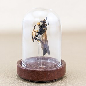 E33a Mud Dauber Wasp Glass Dome Display Entomology Taxidermy - Etsy