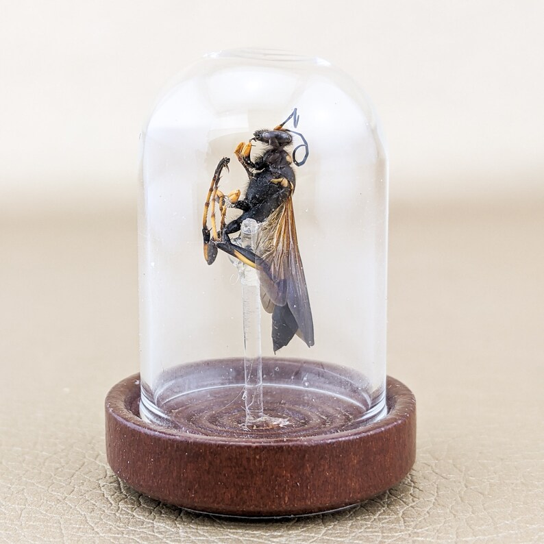E33a Mud Dauber Wasp Glass Dome Display Entomology Taxidermy - Etsy