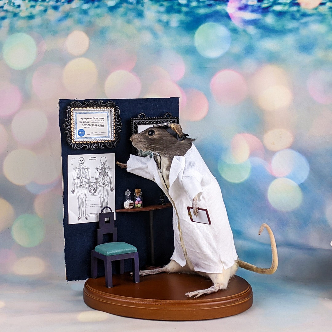 Doctor Rat Medicine Display Xray Medical Taxidermy Oddities Curiosities Medical Educational Odd ...