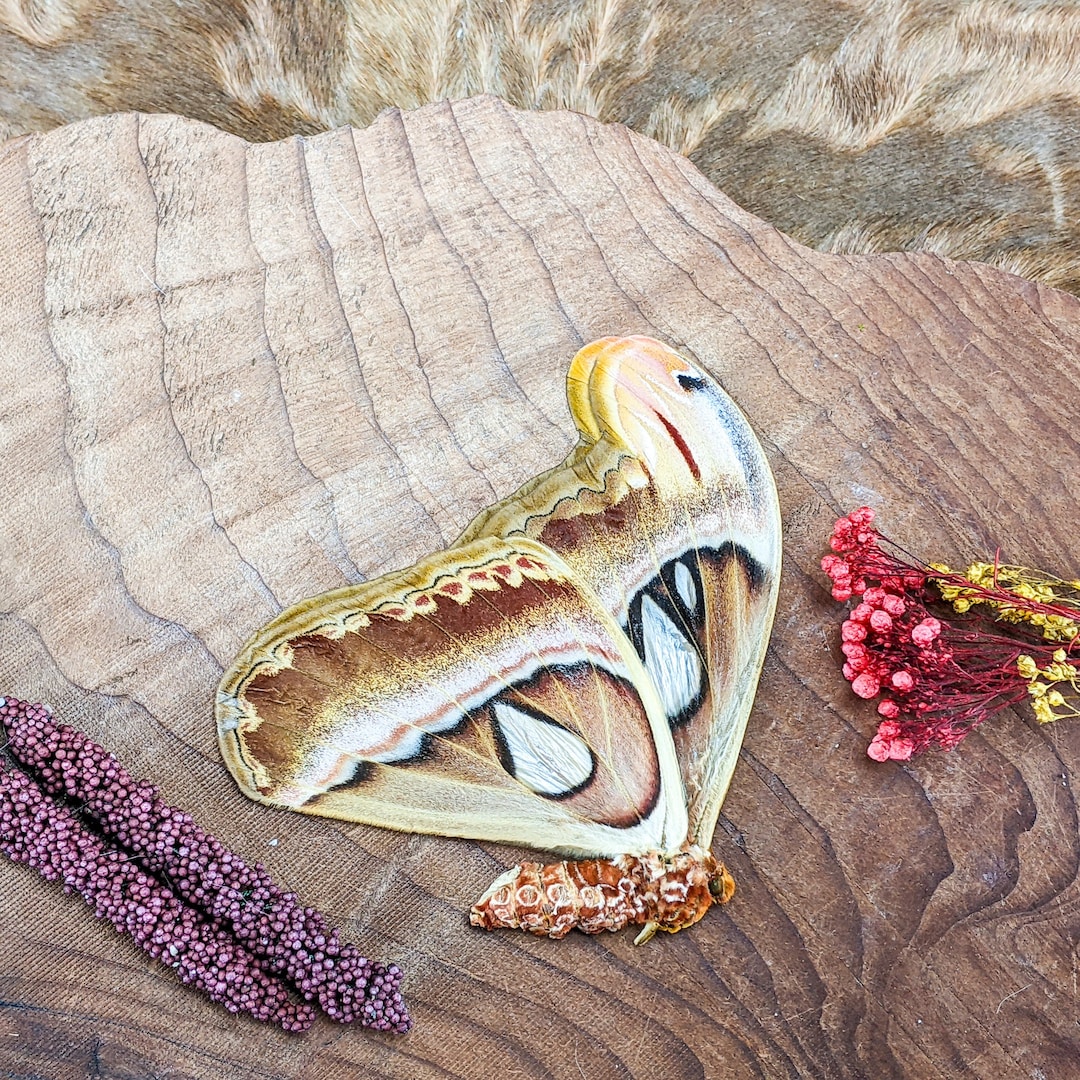 Real Attacus Atlas Female Unspread Wings Close Moth Silk Oddity ...