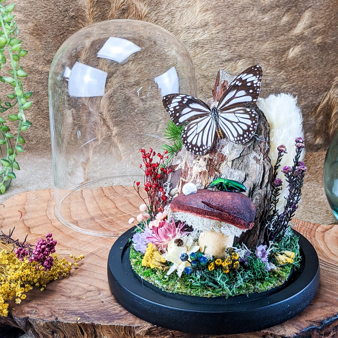 BF30 Chestnut Tiger Butterfly Glass Dome Display Victorian Oddity ...