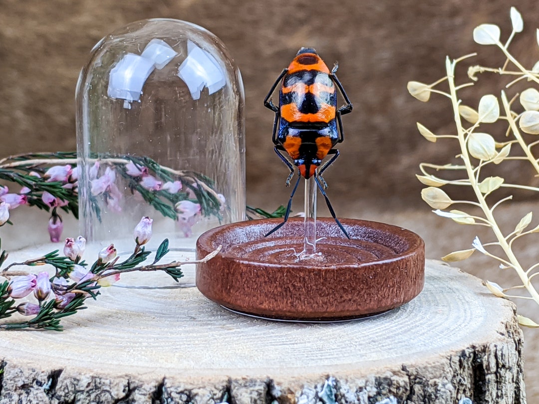 D40 Clown Man Faced Beetle Dome Display Collectible Specimen Shield ...