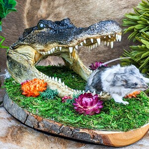 Alligator Head and Mouse Display Creepy Curiosities Oddities Taxidermy ...