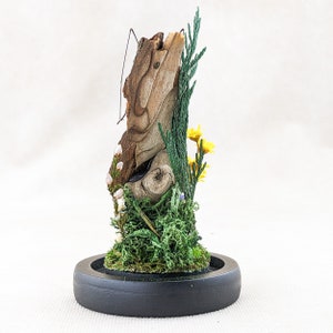 P90g Screaming Face Beetle Glass Dome Entomology Taxidermy Oddities ...