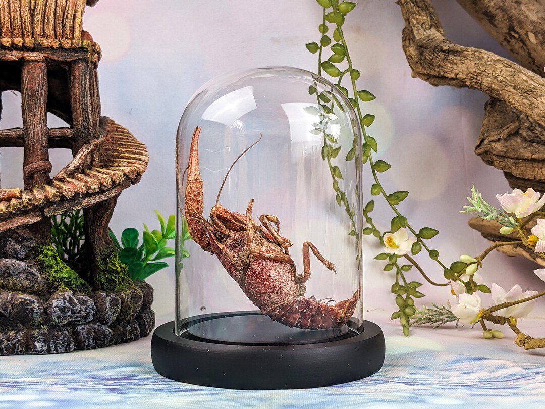 Y93e Crayfish Crawfish Crawdaddy Glass Dome Display Oddity Curiosities ...