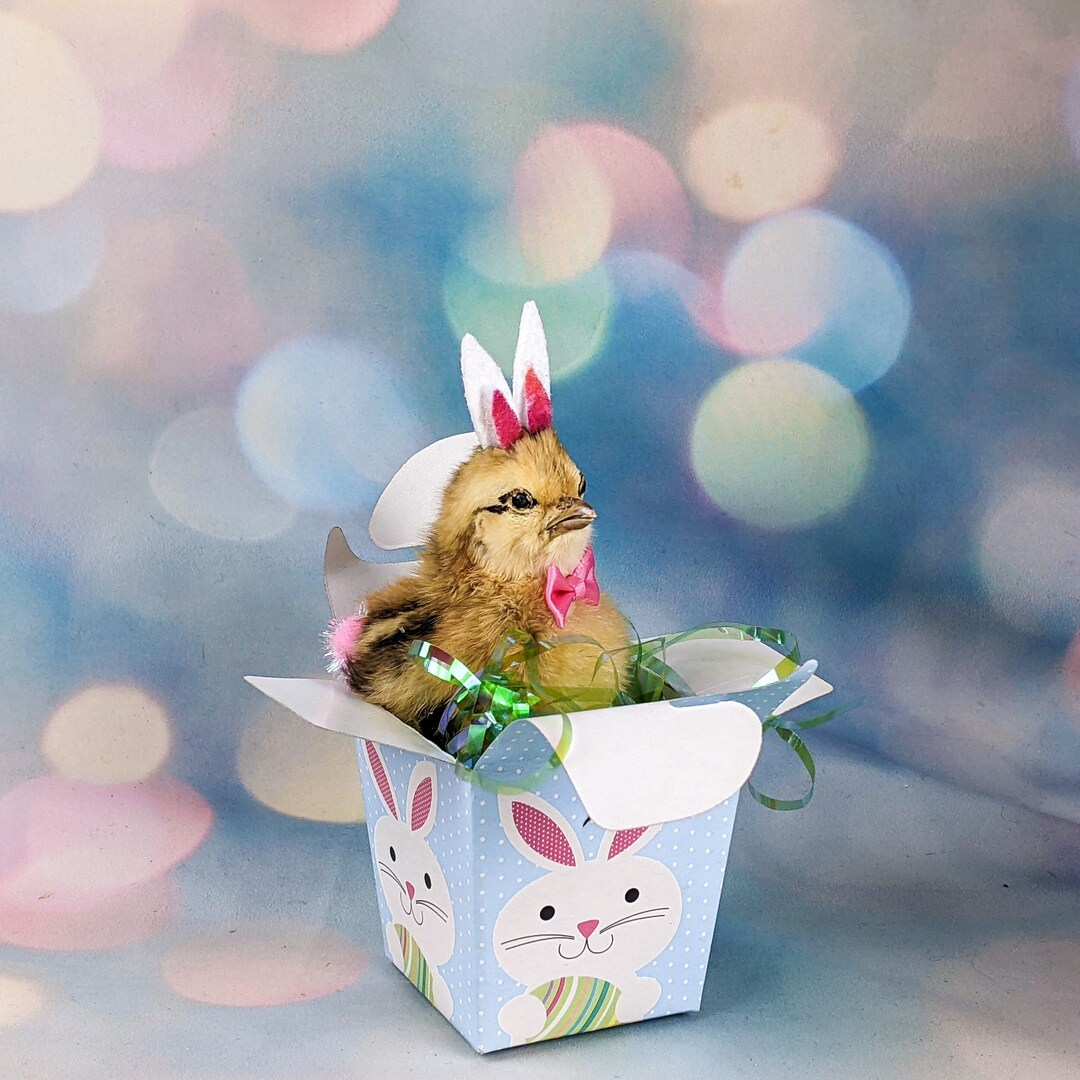 G13a Easter Chick To-go Carton Display Taxidermy Oddities Curiosities ...