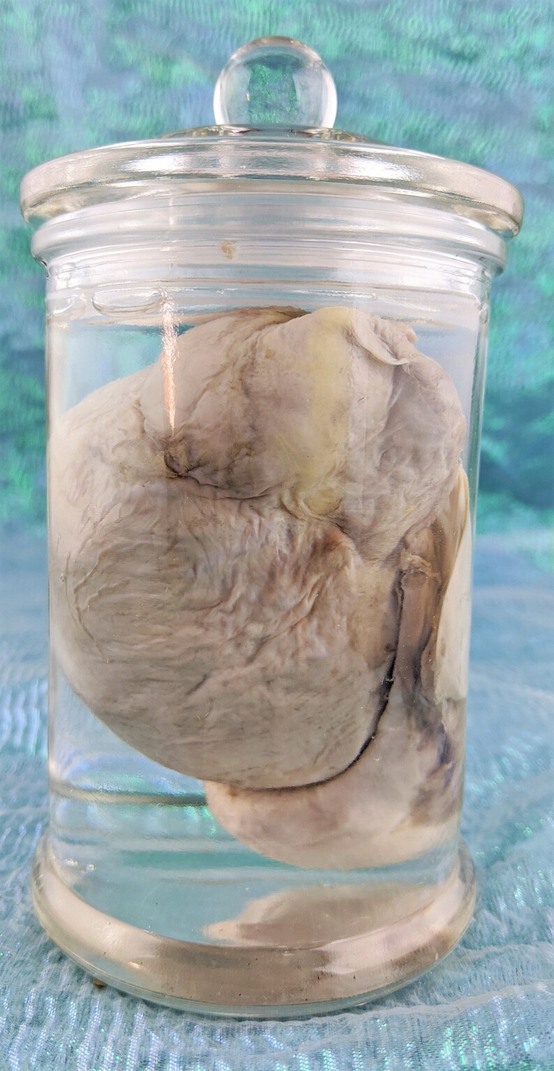 Pig Testicle2 Wet Specimen Preserved Pig Testicle Display - Etsy