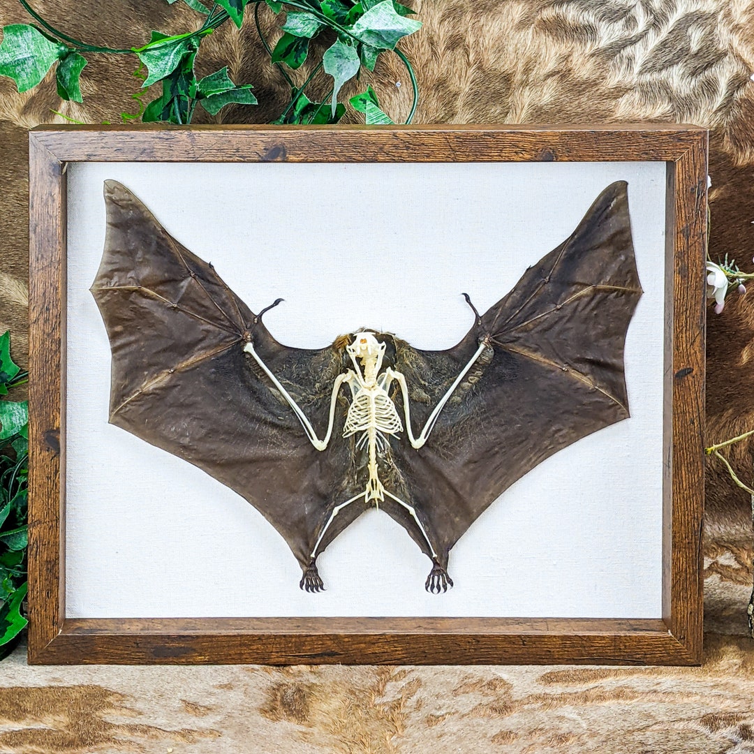 Q1a Xlg 1/2 Skeleton Bat Frame Shadowbox Display Taxidermy cs Oddity ...