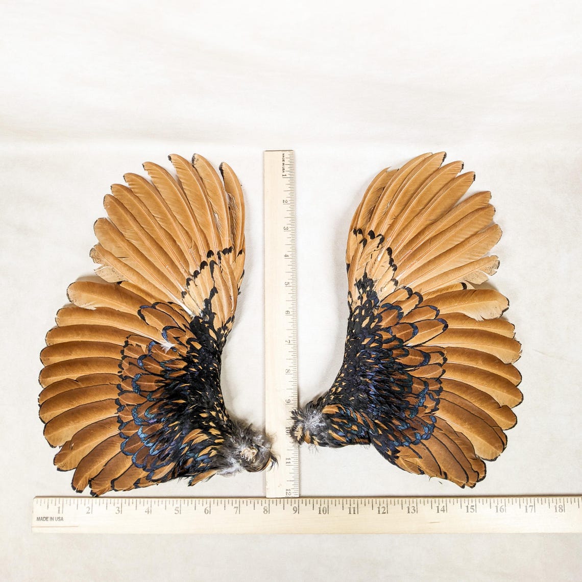12" Chicken Rooster Wings Craft Bird Feather Taxidermy Oddities ...