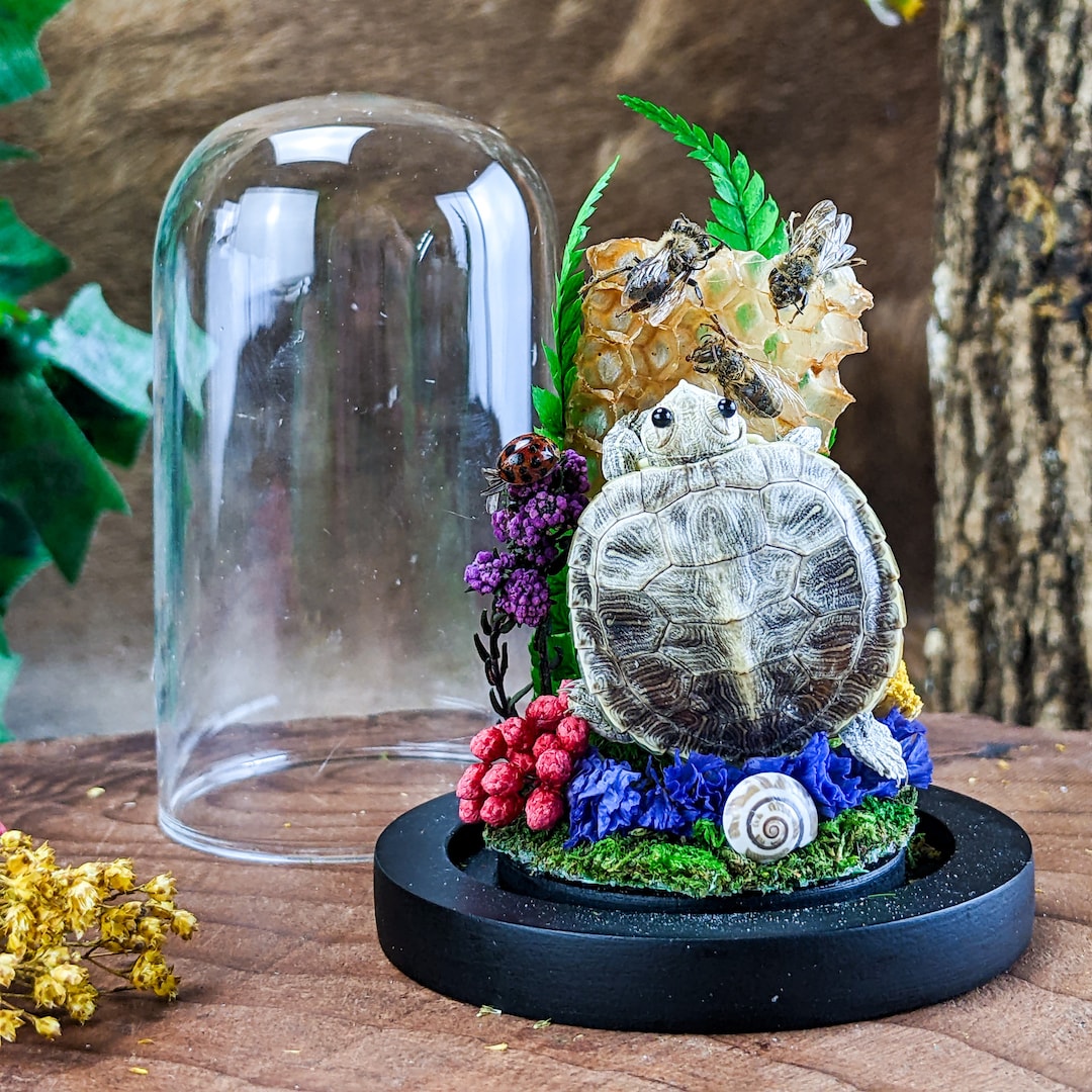 Red Eared Slider Turtle , Bees & Hive Taxidermy Glass Dome Display ...