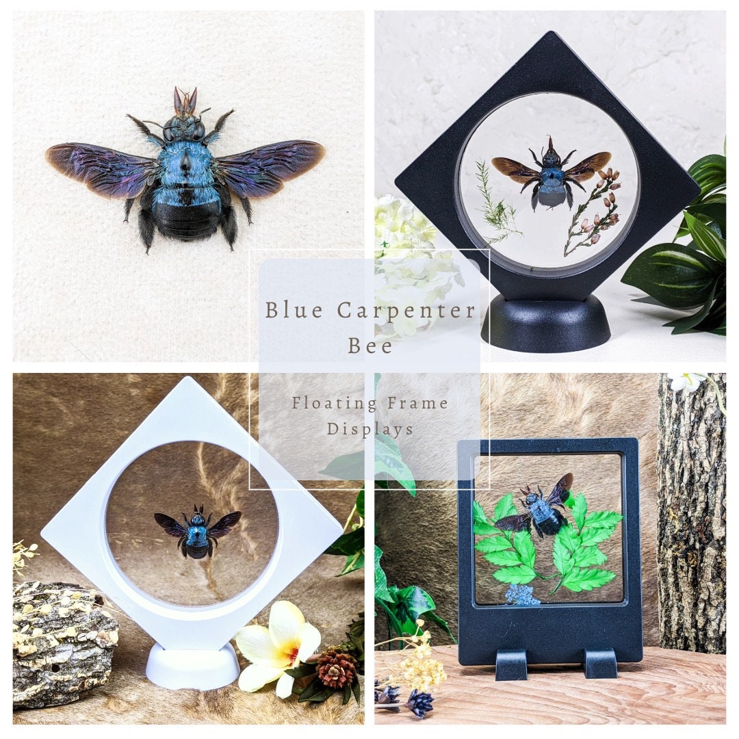 Blue Carpenter Bee, Entomology Floating Frame Displays, Taxidermied ...