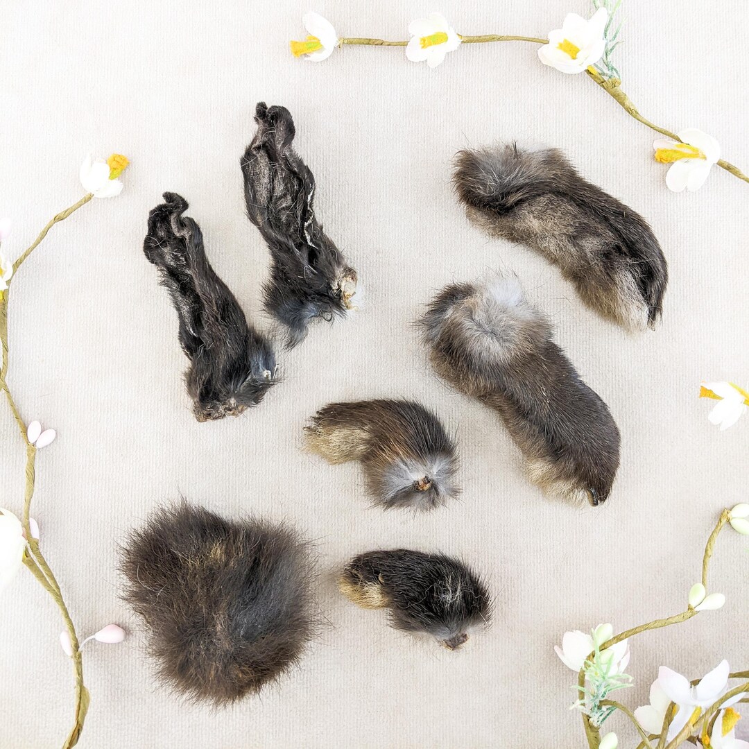 Rabbit Feet Tail Ears (3 ") Taxidermy 1 Set 7 Real Matched Craft Fur ...