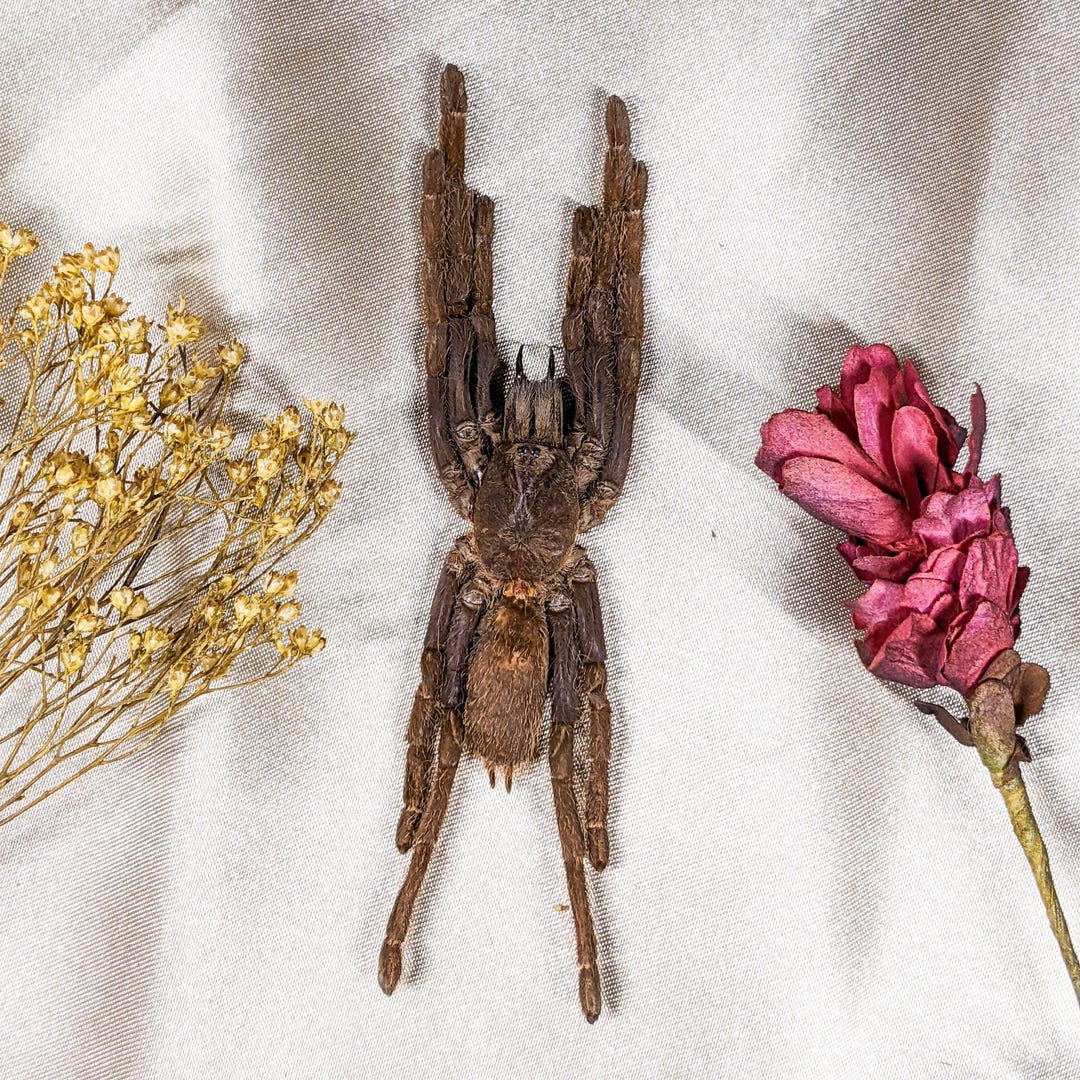 Eurypelma Spinicrus Tarantula Specimen Craft Crafting Oddities ...