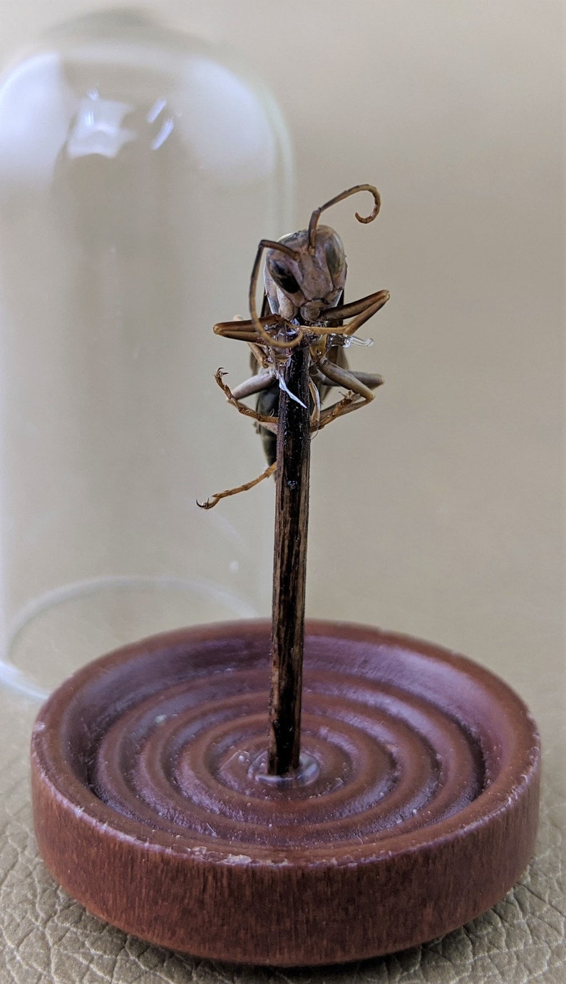D17 One Mahogany Wasp Glass Dome Display Specimen Taxidermy - Etsy