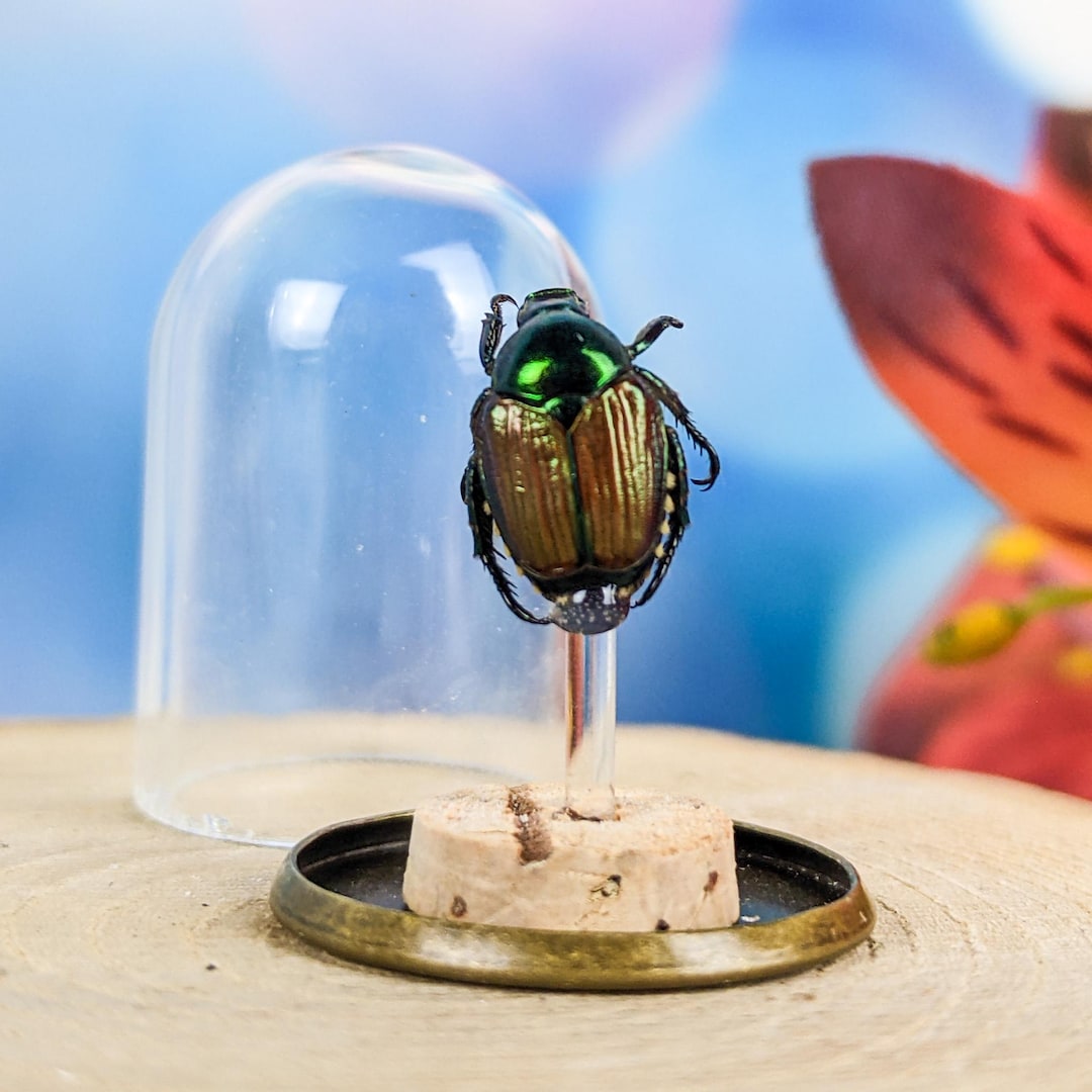 Japanese Beetle Glass Dome Entomology Taxidermy Display Collectible ...