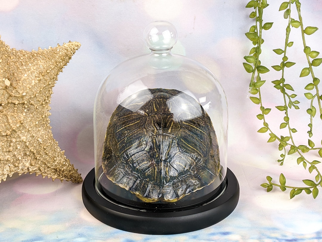 P8g Red Eared Slider Turtle Shell Dome Display Taxidermy Curiosities