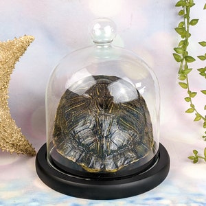 P8g Red Eared Slider Turtle Shell Dome Display Taxidermy Curiosities ...