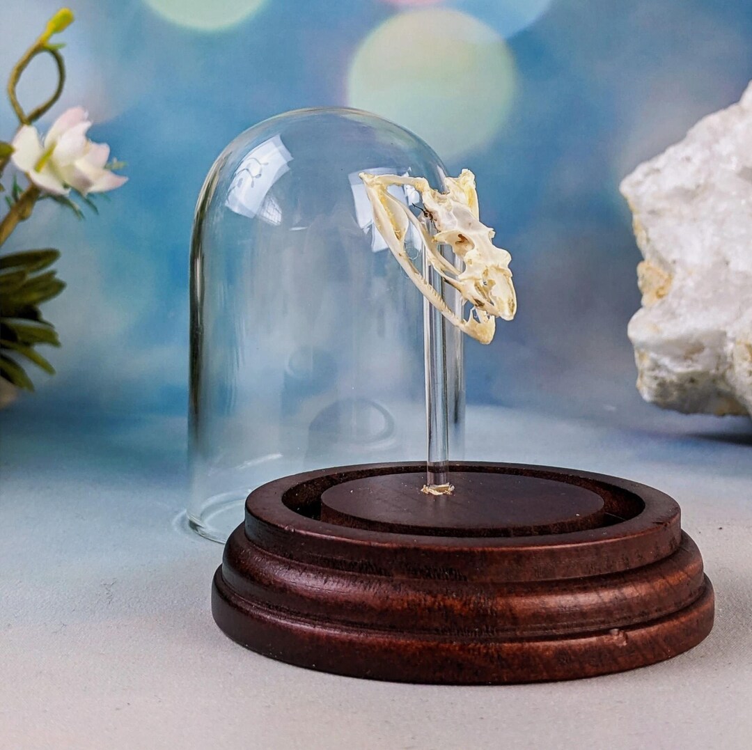 Vine Whip Snake Skull Dome Display Taxidermy Oddities Curiosities Decor ...