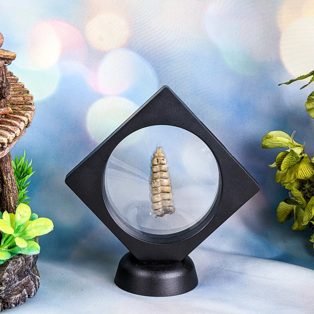 Western Rattlesnake Snake Tail It Rattles 8-9 Button Taxidermy Reptile ...