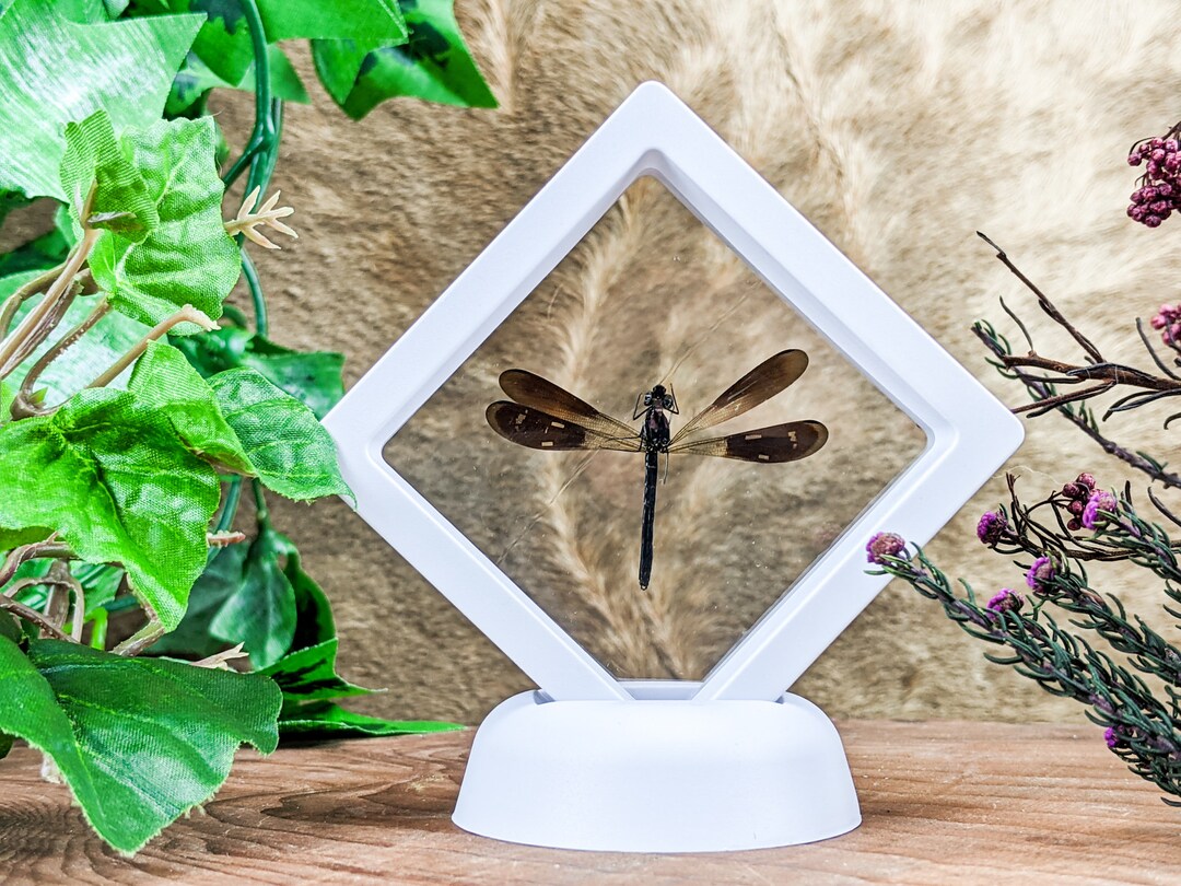 Glimmering Damselfly Dragonfly Iridescent Wing Specimen Entomology ...