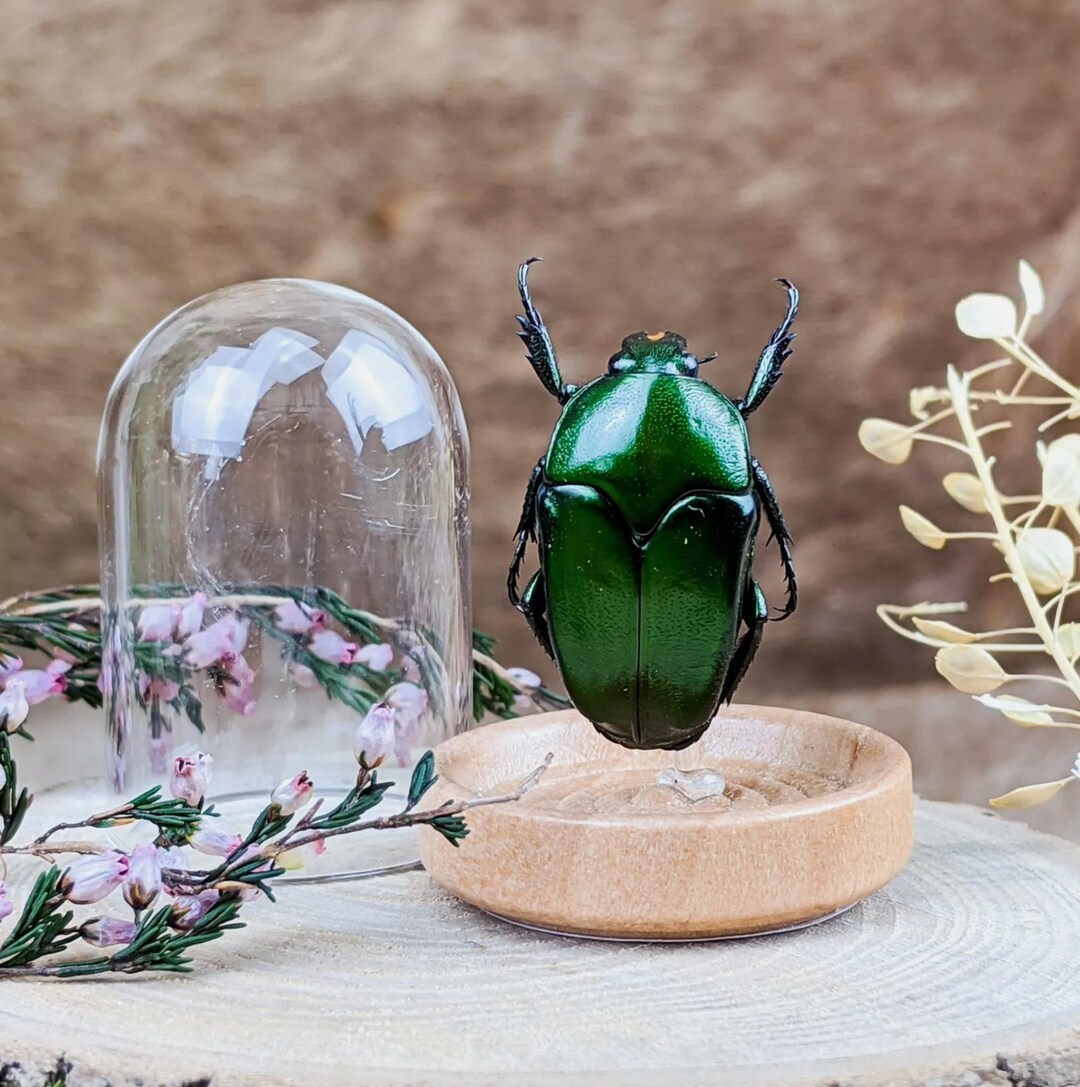 Real Flower Beetle Glass Dome Display Specimen Bug Entomology Taxidermy ...