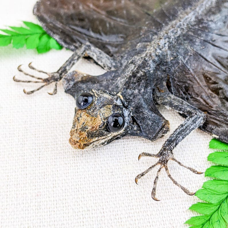 Draco Volans Lizard Floating Display Taxidermy Oddities Curiosities ...