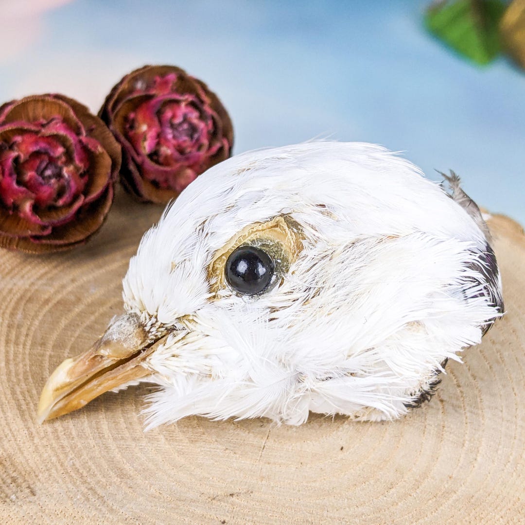 Pigeon Rock Dove Bird Head Mount Specimen Columba Livia Oddities Craft ...
