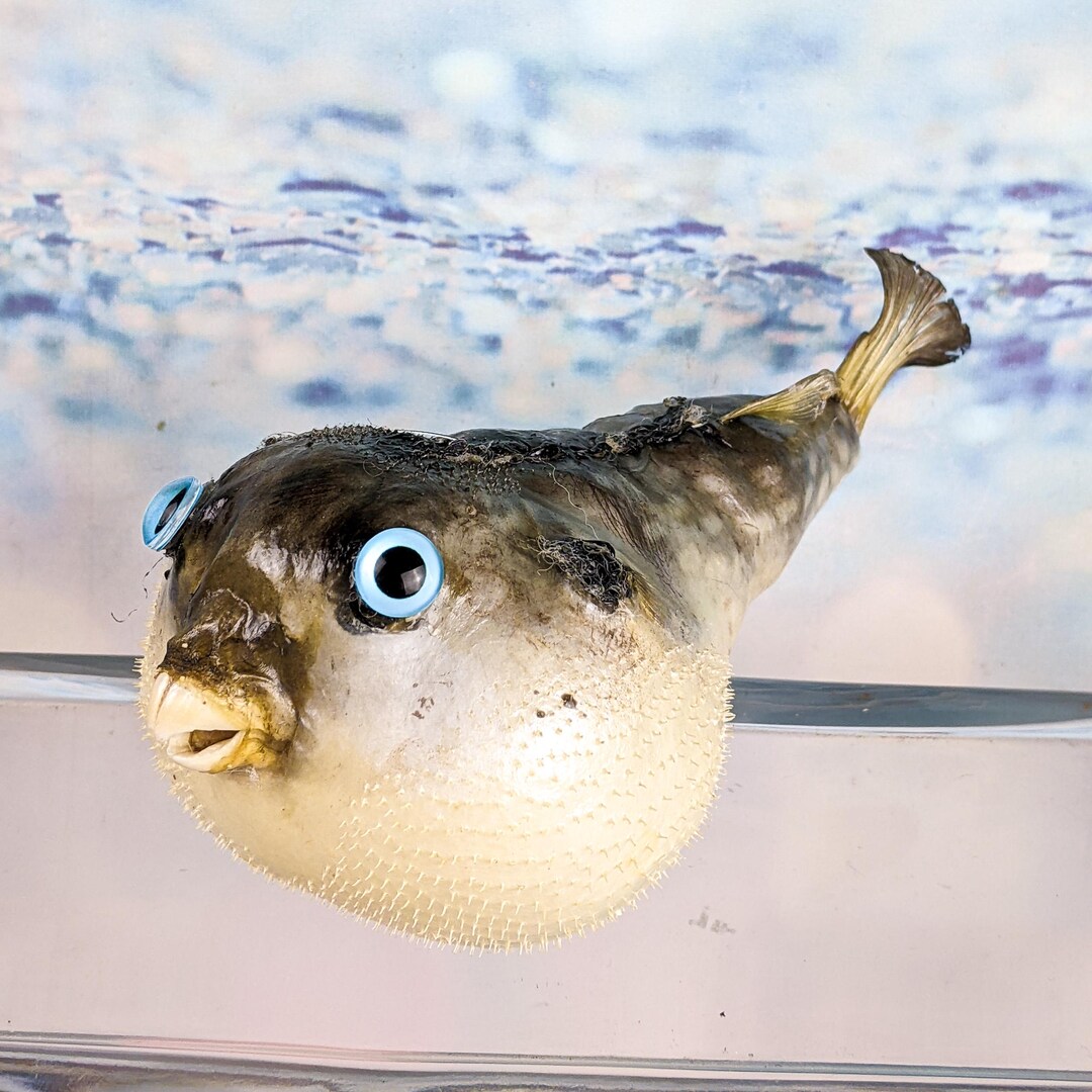 Parrot Puffer Fish Specimen Taxidermy Oddity Collectible Education ...