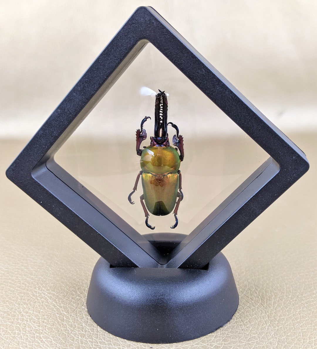 Mt Arfak Stag Beetle Insect Specimen Floating Display Entomology ...