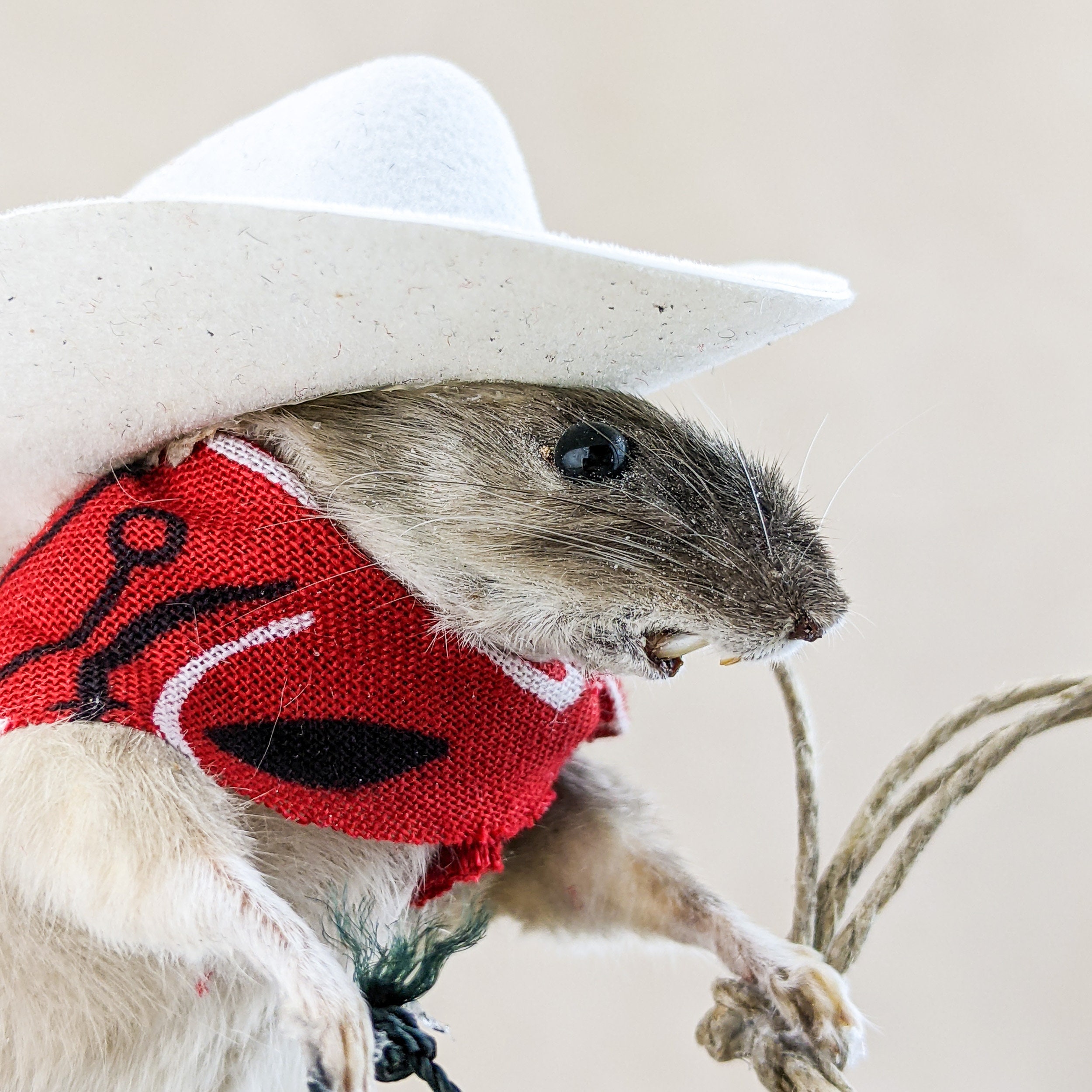Cowboy Mouse Riding Real Squirrel Cute Taxidermy Oddities Curiosities ...