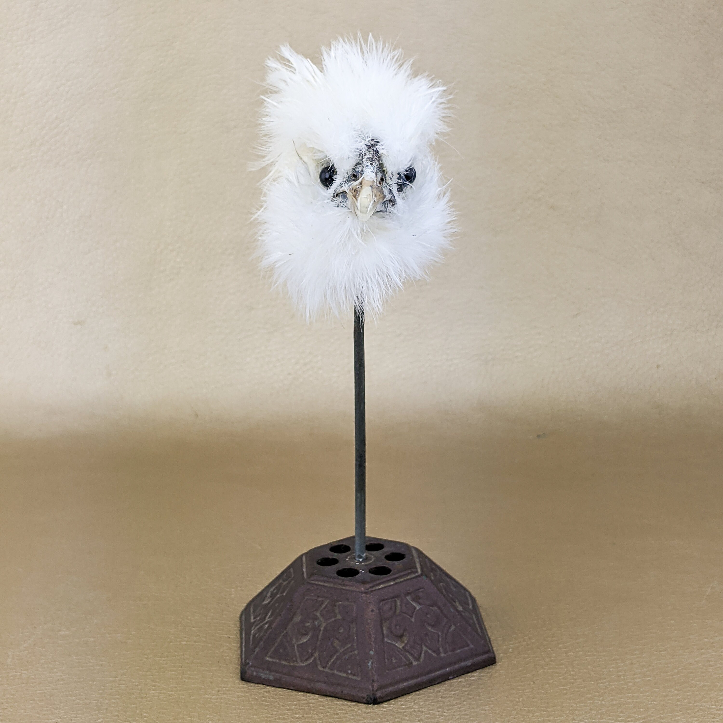 Ranking TOP1 30c Silky Chicken head Mount Taxidermy Oddities ...