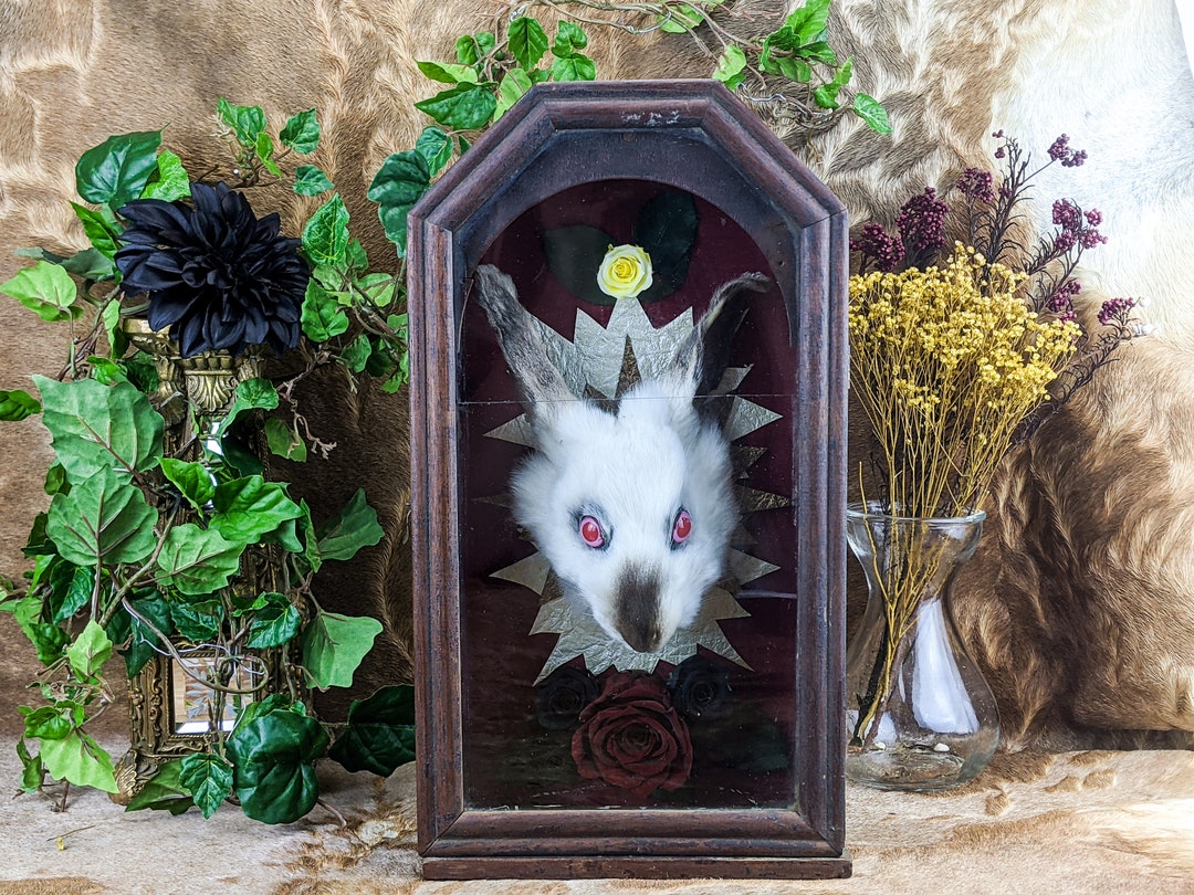 P32 Rabbit Head Mount Relic Taxidermy Curiosities Oddities Shadowbox ...