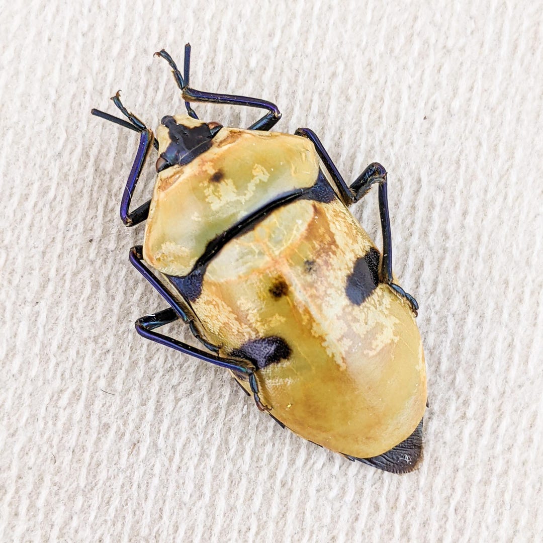 Man Faced Beetle Specimen Death Head Entomology Taxidermy Curiosity ...