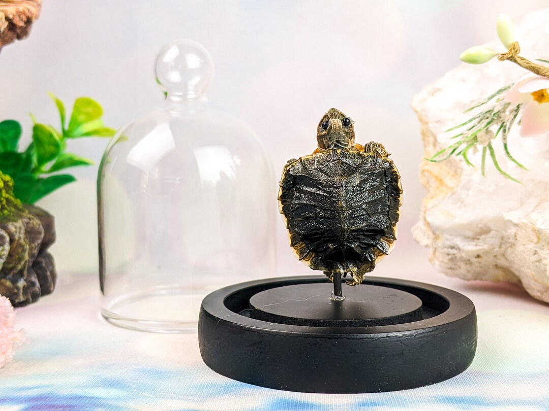 Baby Red Ear Slider Turtle Glass Dome Display Taxidermy Collectible ...