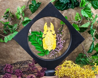 Mimic Cabinet - Etsy