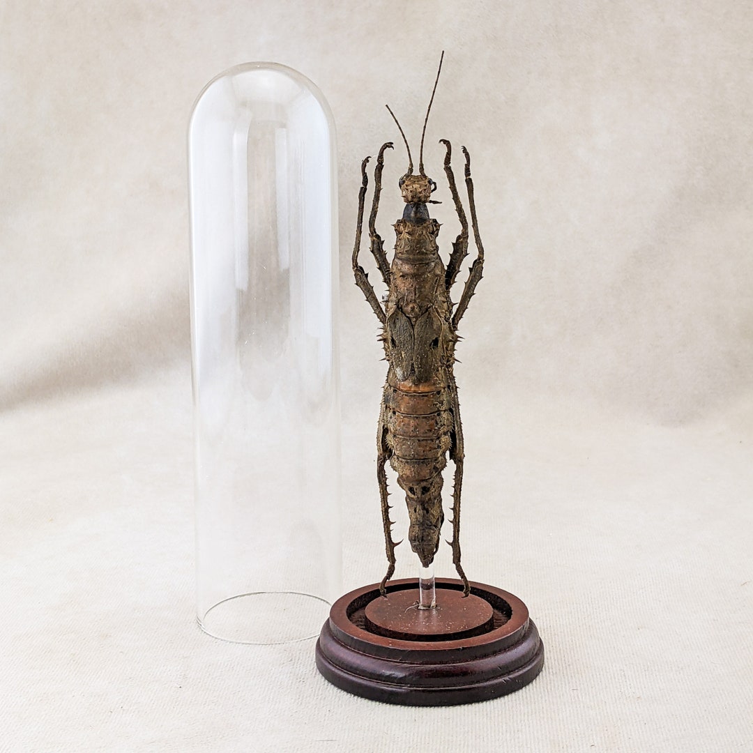 Rare Spiny Walking Stick Dome Entomology Taxidermy Oddities Curiosities ...