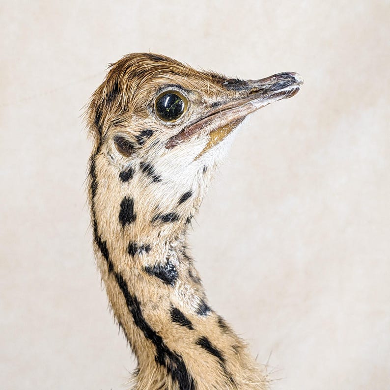 Baby Ostrich Taxidermy Curiosity Oddities Preserved Bird Australian ...