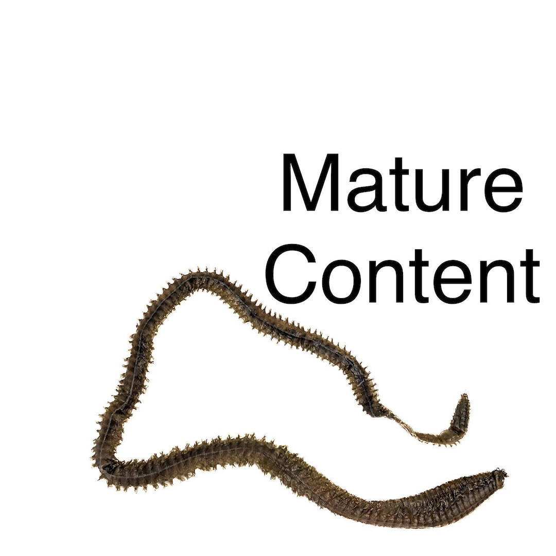 Sand Worm Wet Specimen Nautical Display Sandworm or Lugworm Biology ...