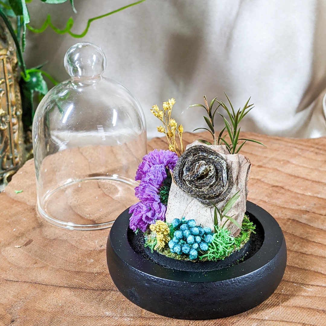 Snake Pit Viper Baby Glass Dome Taxidermy Oddities Curiosities Display ...