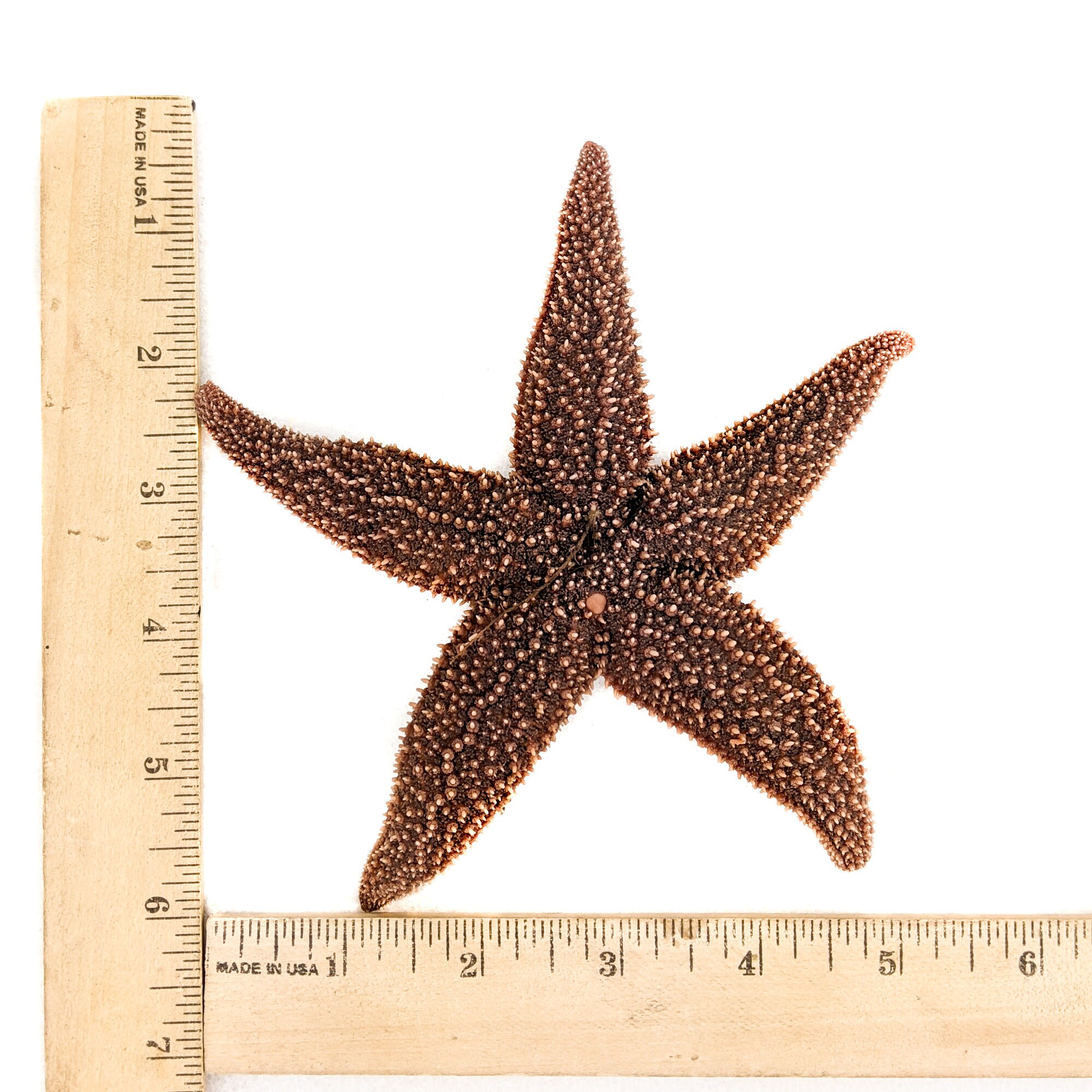 Starfish Anatomy