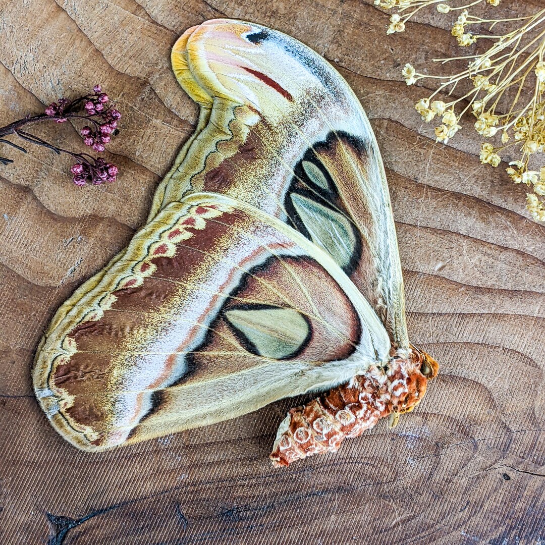 Attacus Atlas Female Unspread Wings Closed Craft Silk Moth Specimen LG ...