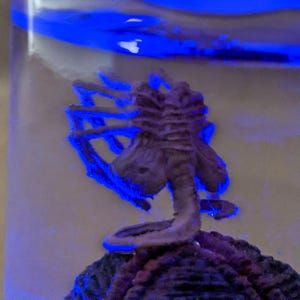 Alien Jar Xenomorph Specimen Facehugger Embryo & Egg Glass Jar Prop ...