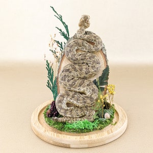Z23d BABY Rattlesnake Glass Dome Display Snake Taxidermy - Etsy