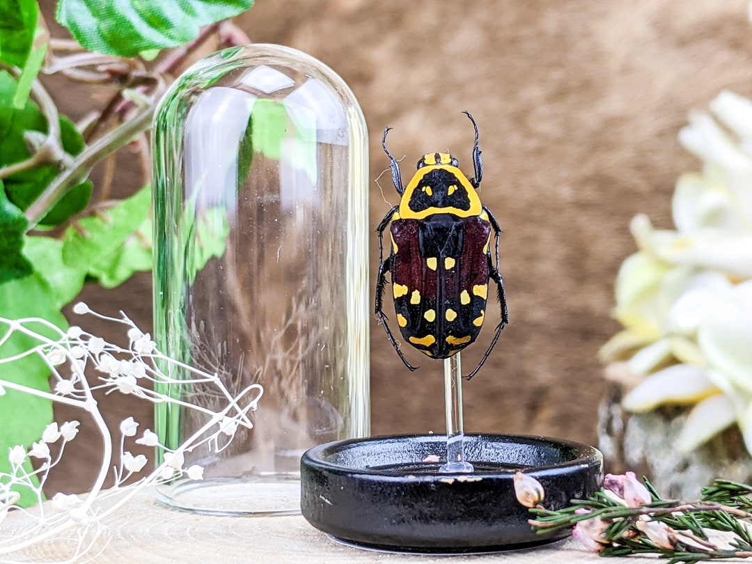 Madagascar Beetle Glass Dome Entomology Taxidermy Oddities Curiosities ...