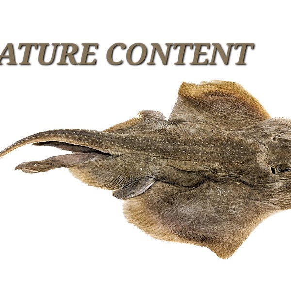Shark Wet Specimen - Etsy