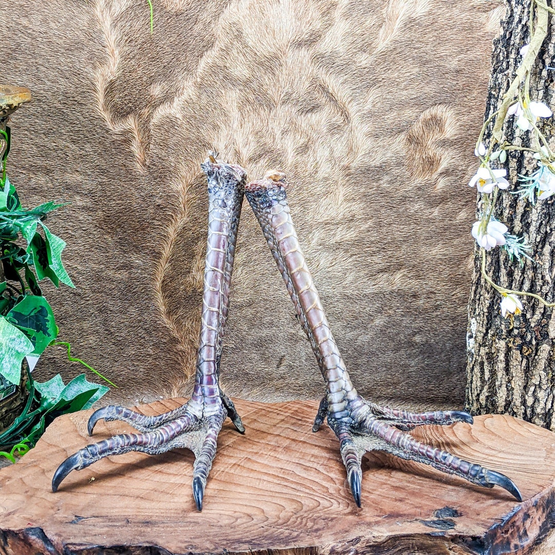 Spread 1" Spur Turkey Feet Pair Taxidermy Oddity Curiosities Preserved ...
