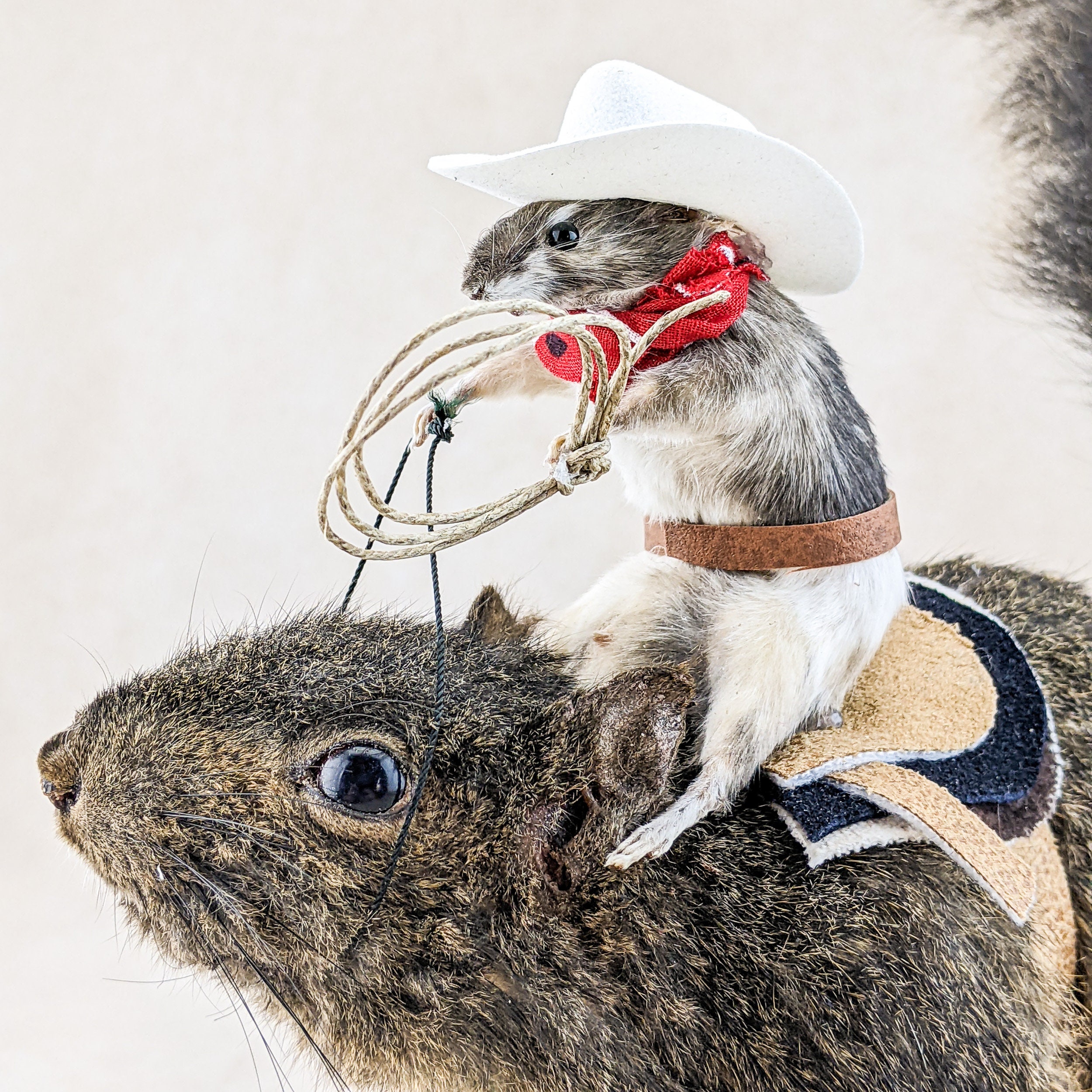 Cowboy Mouse Riding Real Squirrel Cute Taxidermy Oddities Curiosities ...