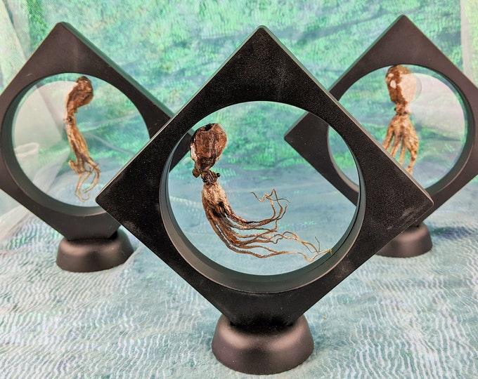 W49g Taxidermy Octopus Floating Display Collectible Specimen - Etsy